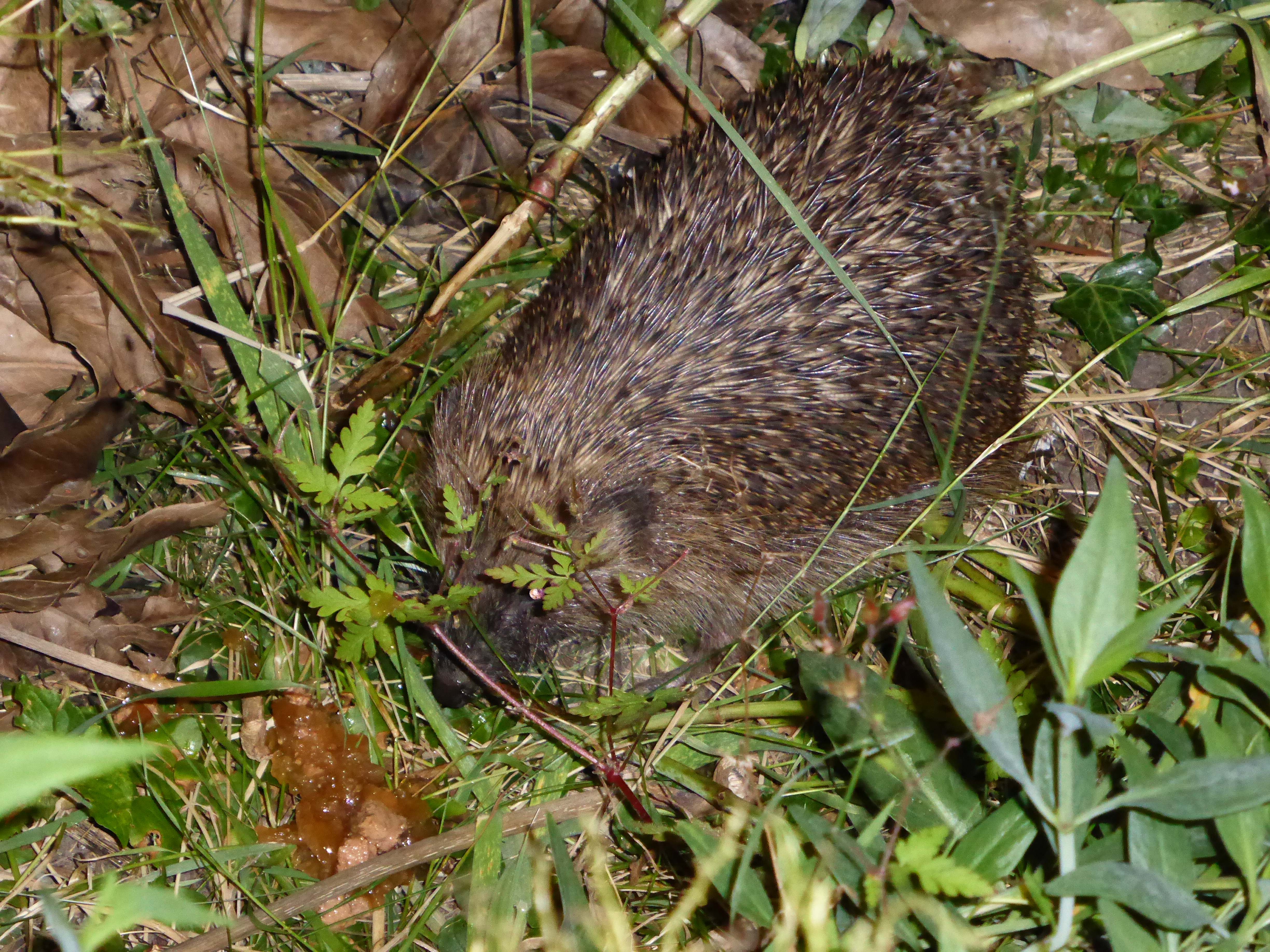 A boar, a sow and a hoglet? Surely not! | John Knifton