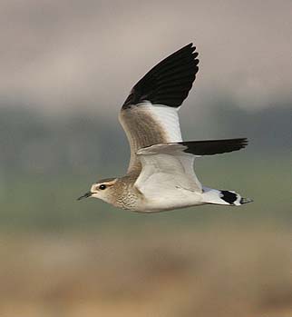 The rarest bird I ever saw | John Knifton