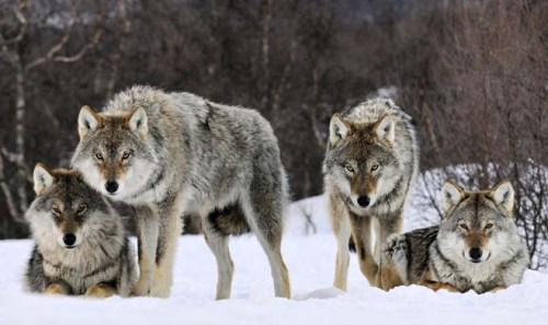 The Wolves of Paris | John Knifton